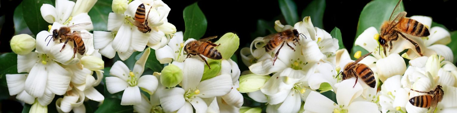 How scientists proved that bees can perceive time